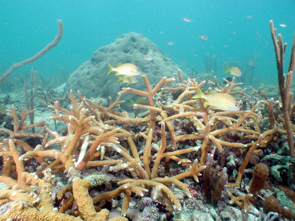 Reef Protection in Broward County, Florida - Global Coral Reef Alliance