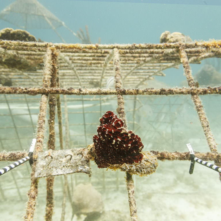 Biorock project Curacao - Global Coral Reef Alliance