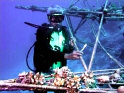 Biorock™ Method, Mineral Accretion Technology™for the restoration of ...