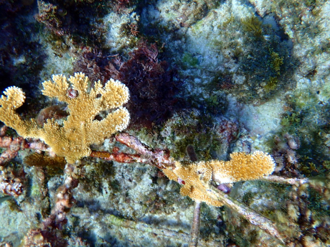 Biorock™ Coral Ark grows elkhorn in Jamaica - Global Coral Reef Alliance
