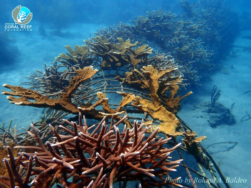 Home - Global Coral Reef Alliance