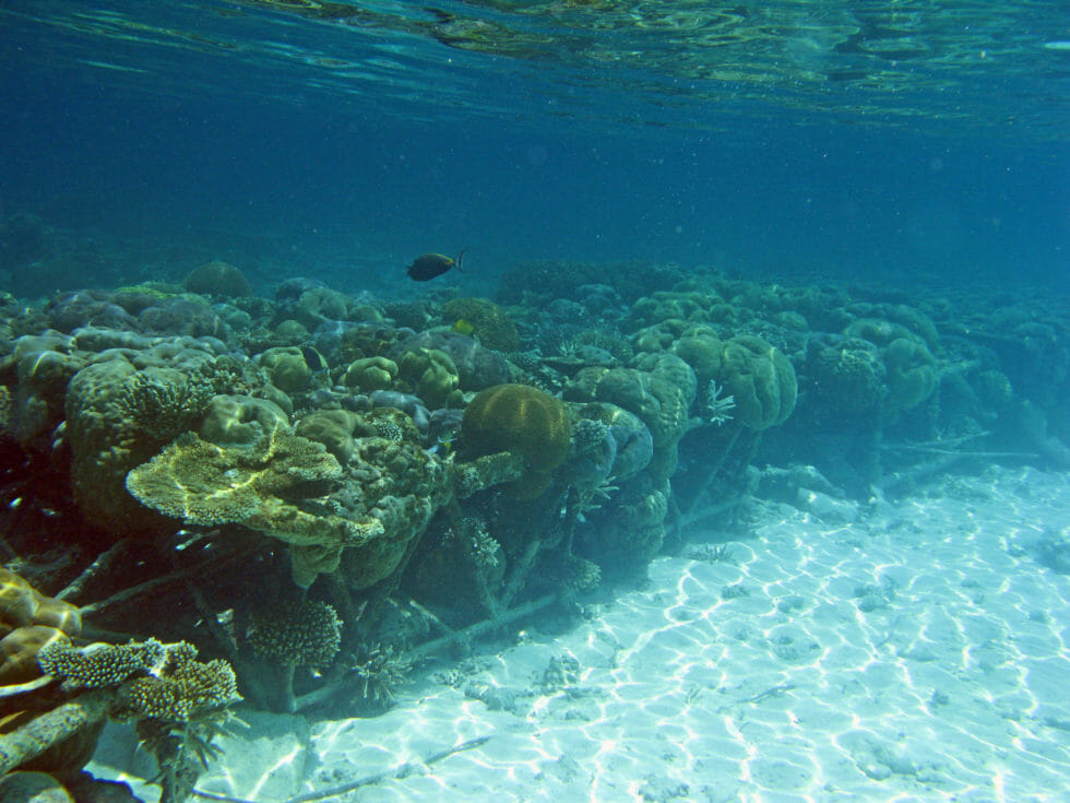 Reef Restoration Archives - Global Coral Reef Alliance