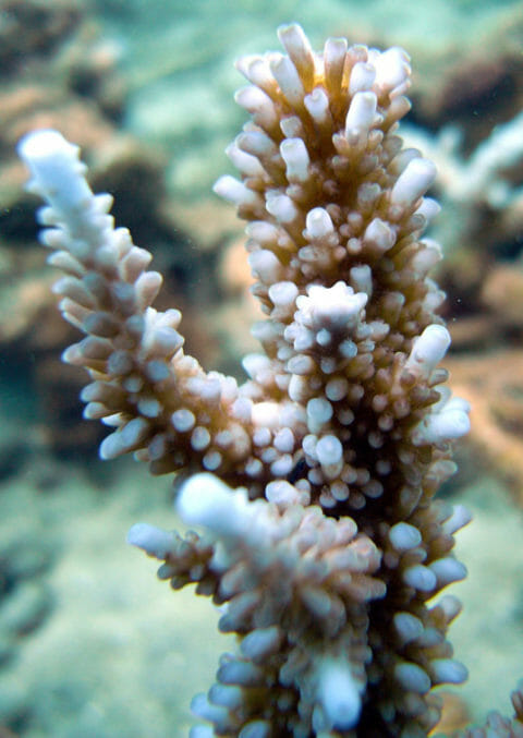 Coral Reef Electrotherapy: Field Observations - Global Coral Reef Alliance