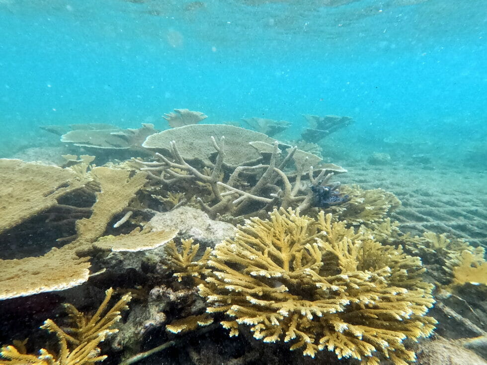 Reef Restoration Archives - Global Coral Reef Alliance