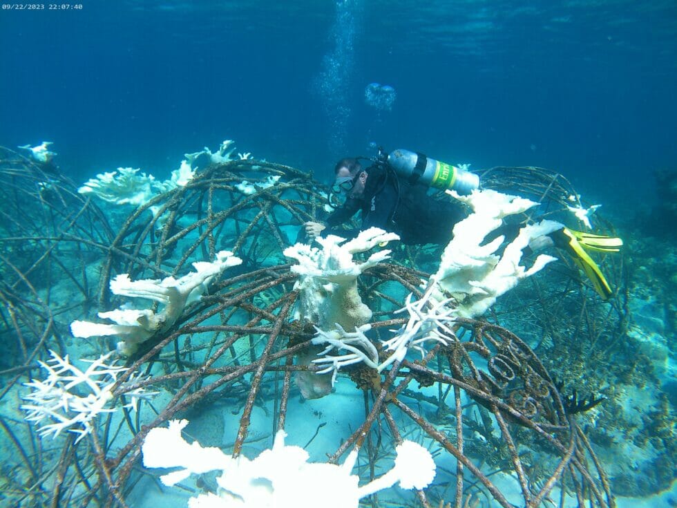 LARGEST, HOTTEST, LONGEST CARIBBEAN BLEACHING: CORALS DYING FROM ...