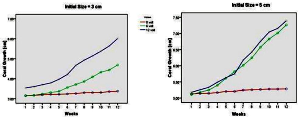 HOW MUCH FASTER CAN BIOROCK INCREASE CORAL GROWTH? - Global Coral Reef ...