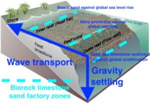 Growing coralline algae sand against global climate change - Global ...